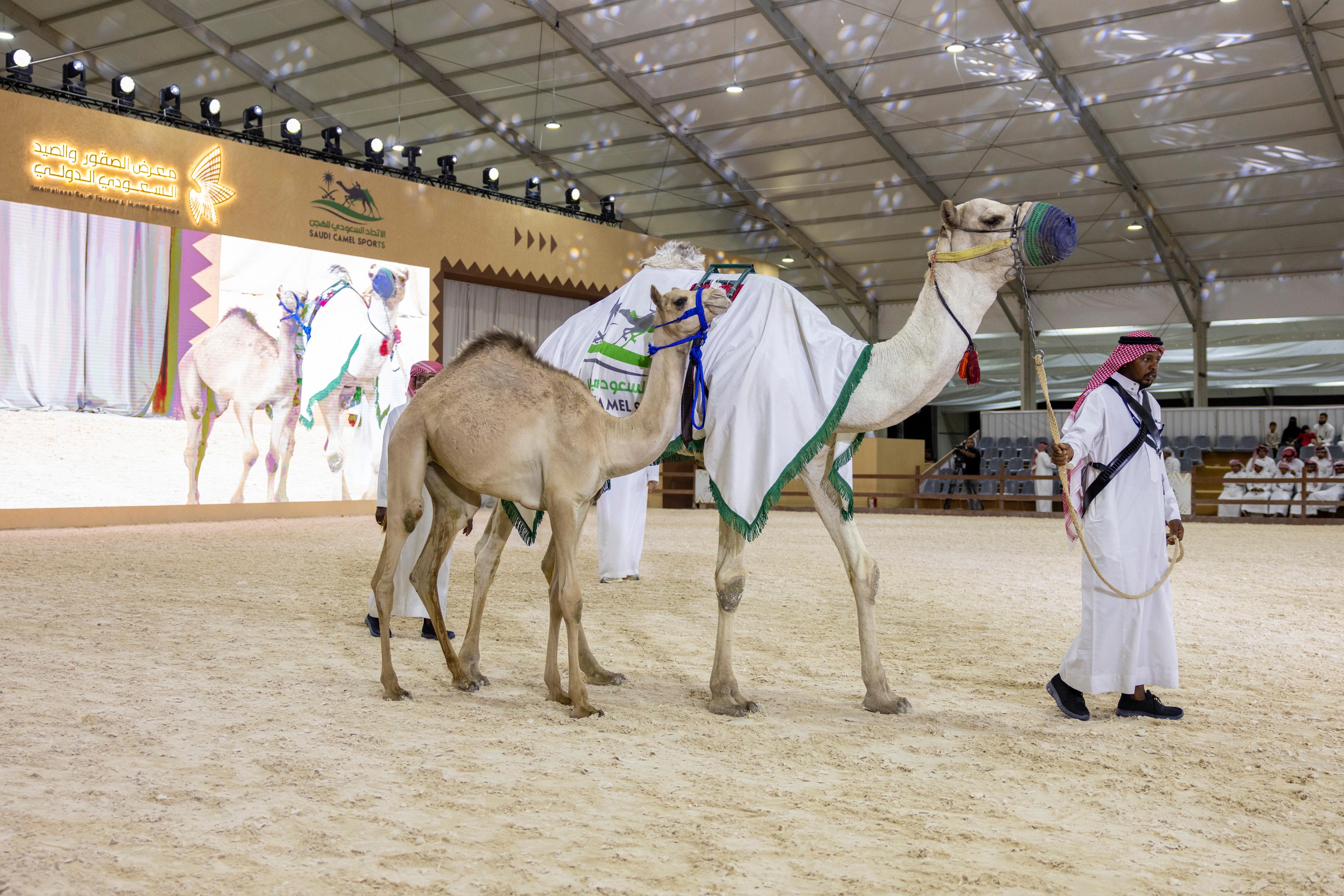 الإتحاد السعودي للهجن